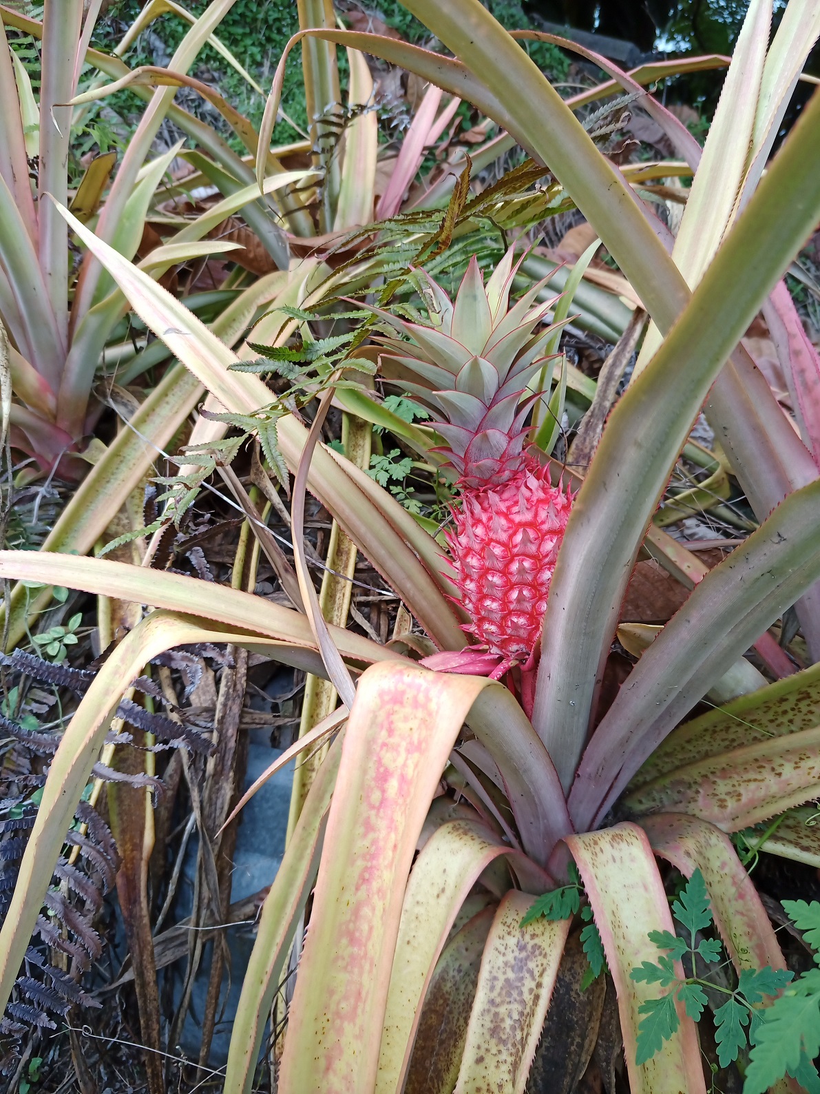 Umidigi Bison Review: Best Budget Rugged Smartphone (for Foodpanda ...